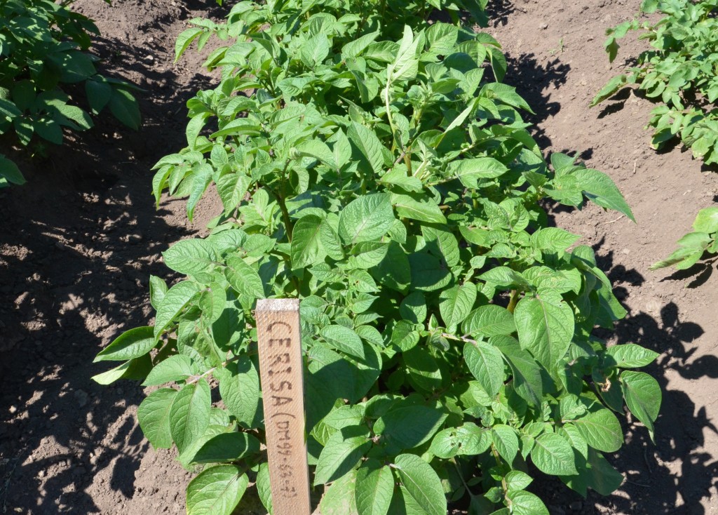 Cerisa plant - Solanum International