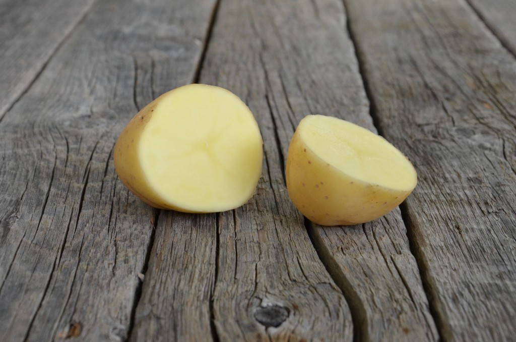 Melody cut - Solanum International