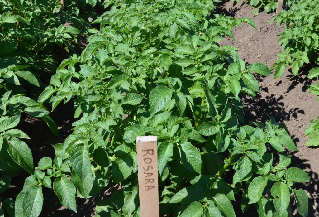 Rosara plant - Solanum International