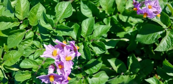 Solanum International Potato Varieties | Canada Seed Potato Breeders